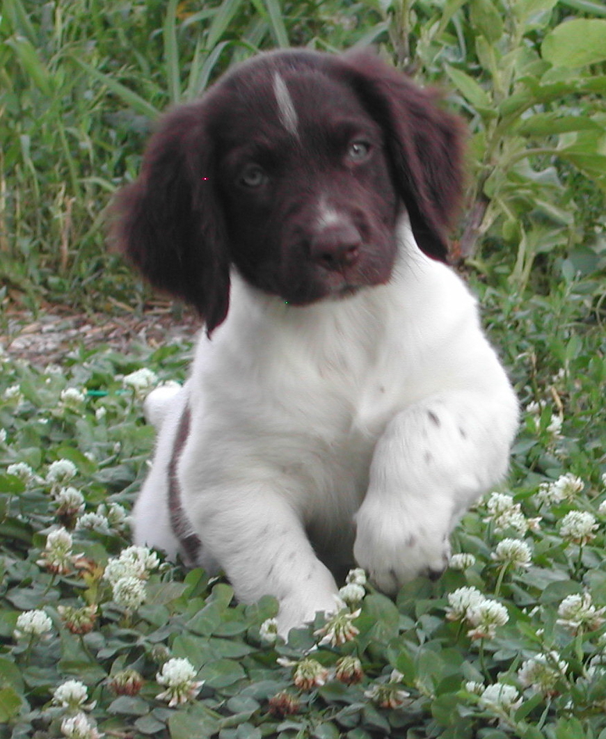 Php Rfc Make Libsodium A Core Extension Cjhaas Blog